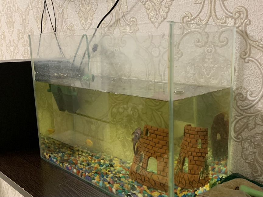 Аквариум вместе с рыбкамм