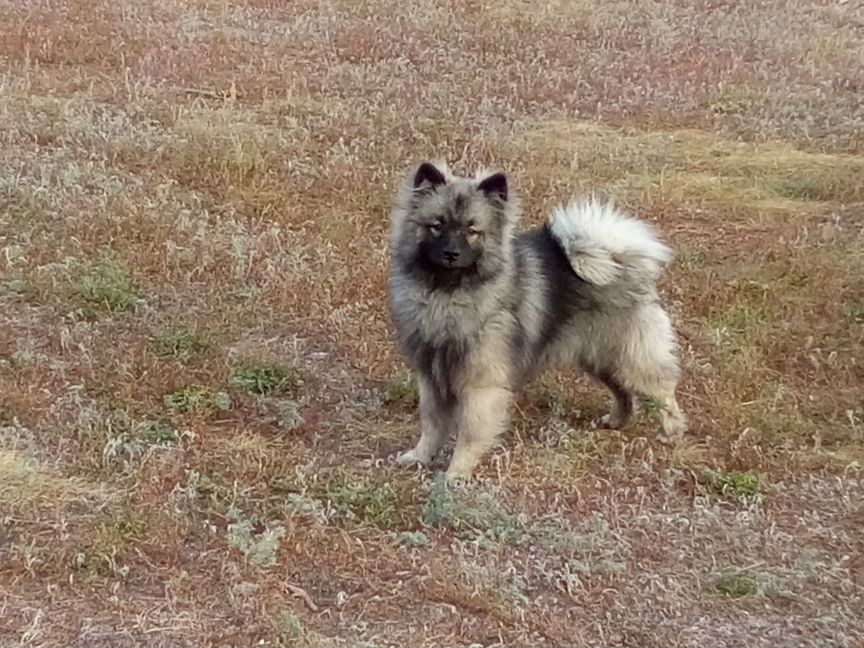 Вязка, немецкий вольфшпиц