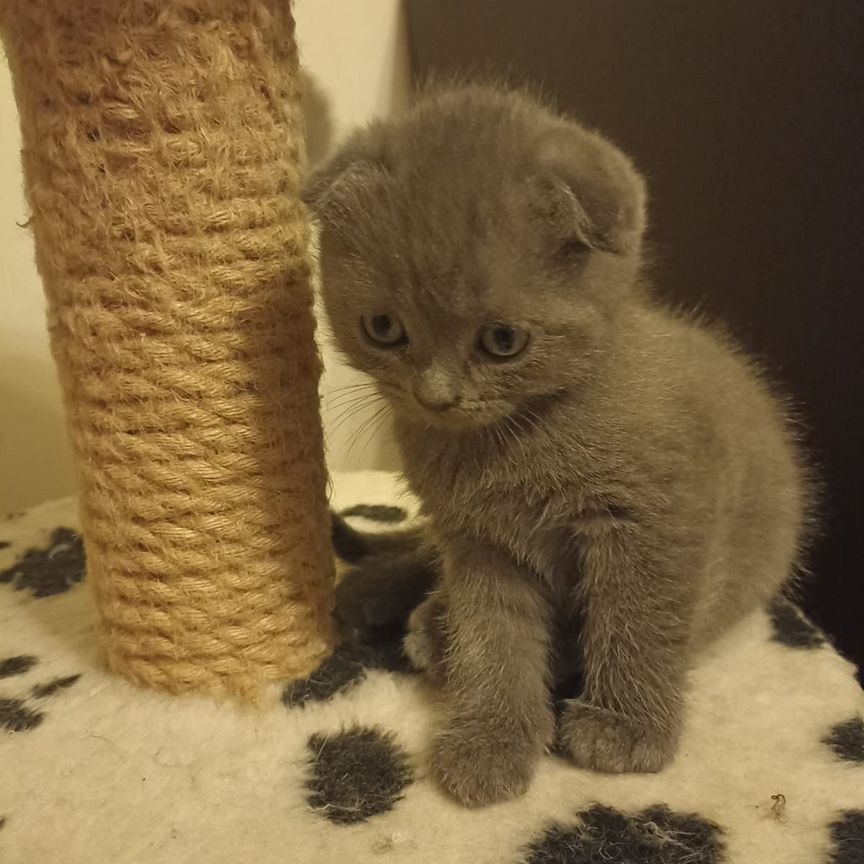 Шотландские вислоухие котята