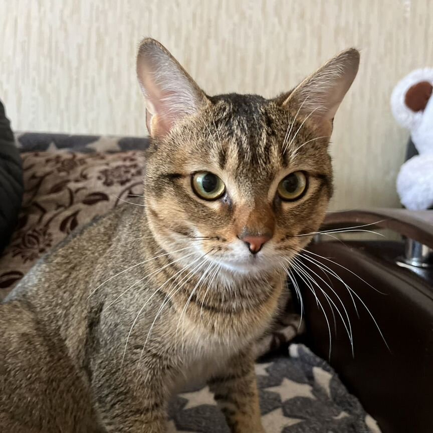 Отдам кота в добрые руки