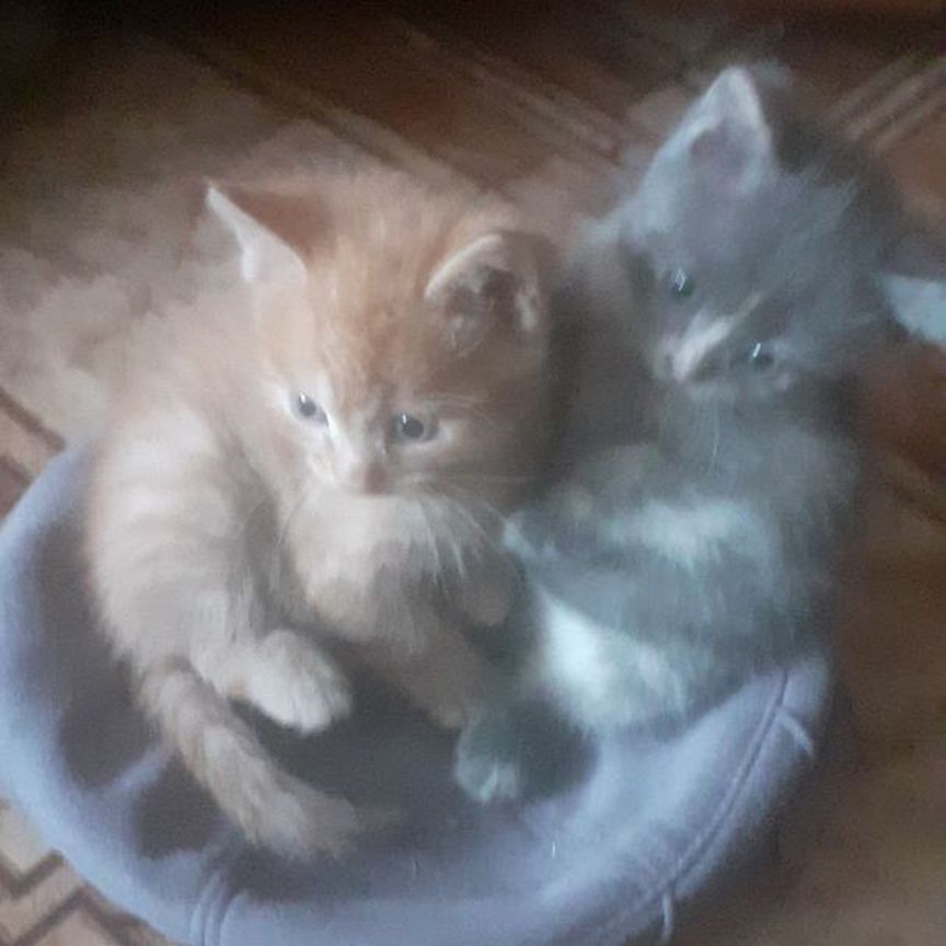 Котята бесплатно