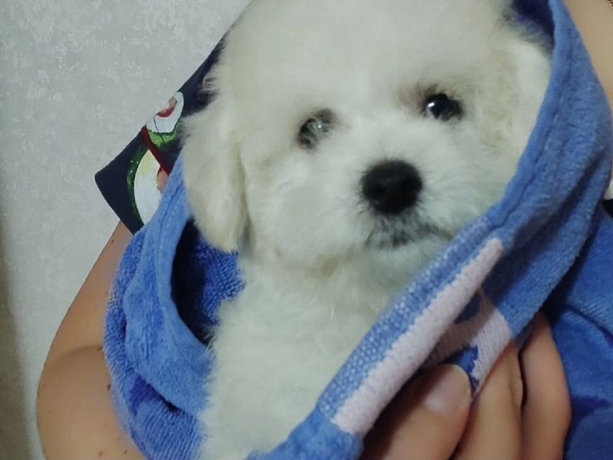 Бишон фризе мини