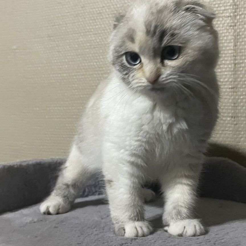 Вислоухий котенок