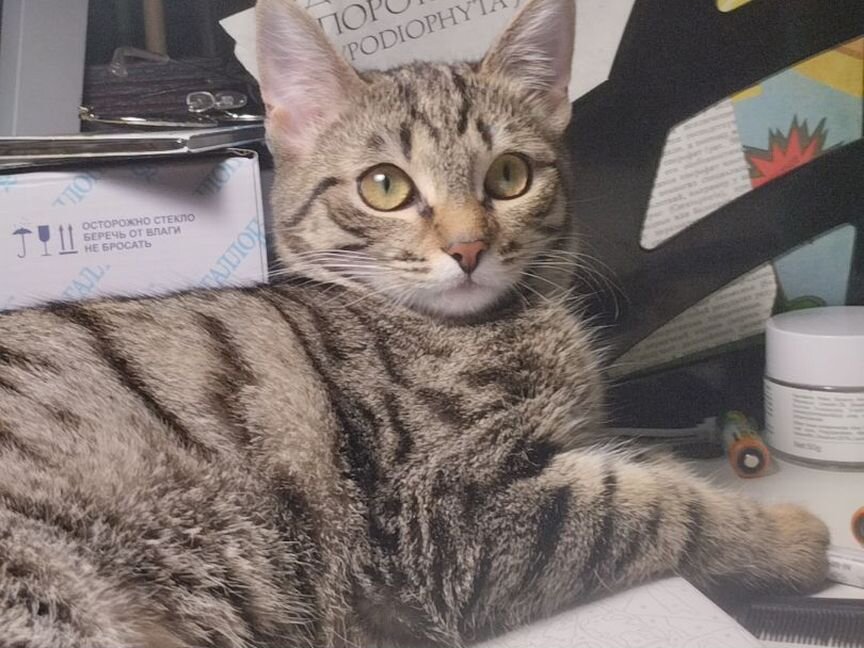 Юная кошечка ищет дом