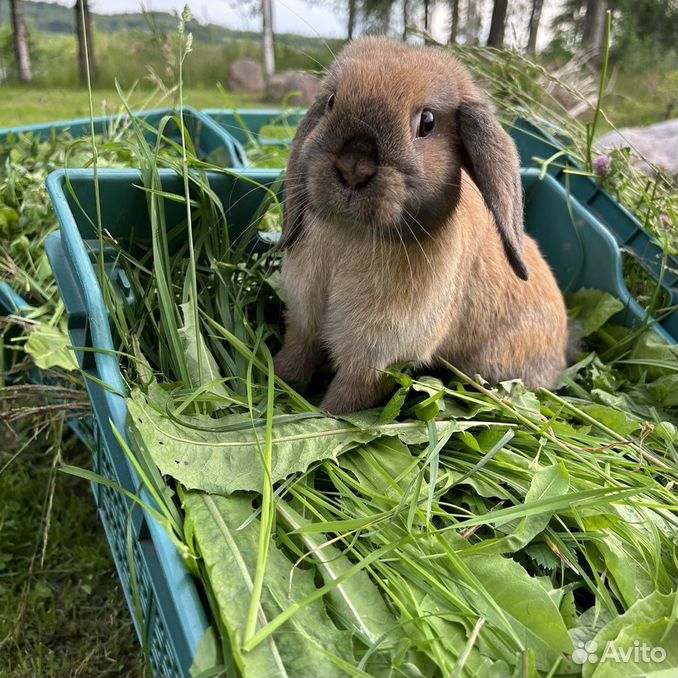 Карликовый кролик породы Minilop