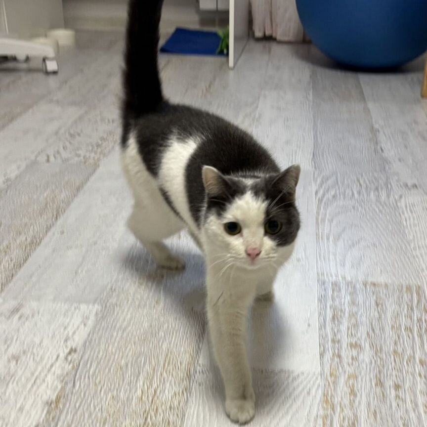 Взрослая, кошка в добрые руки