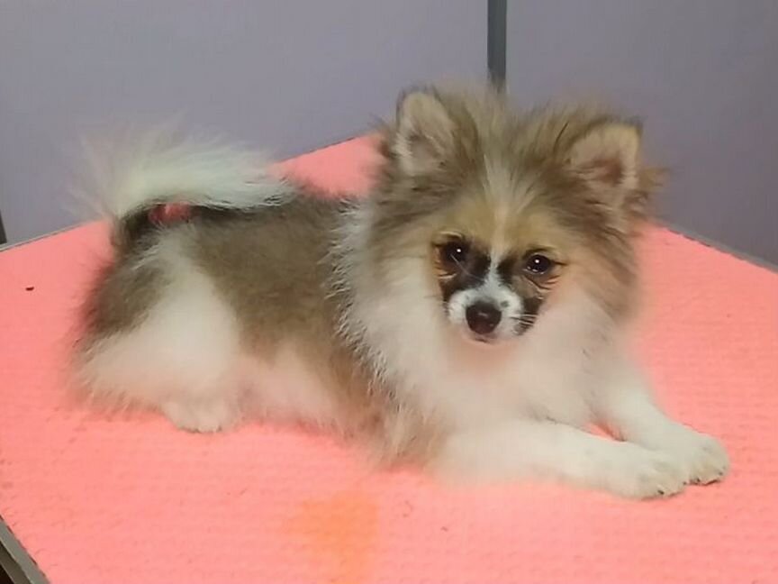 Щенки шпица