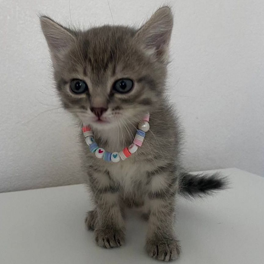 Котёнок от частного владельца