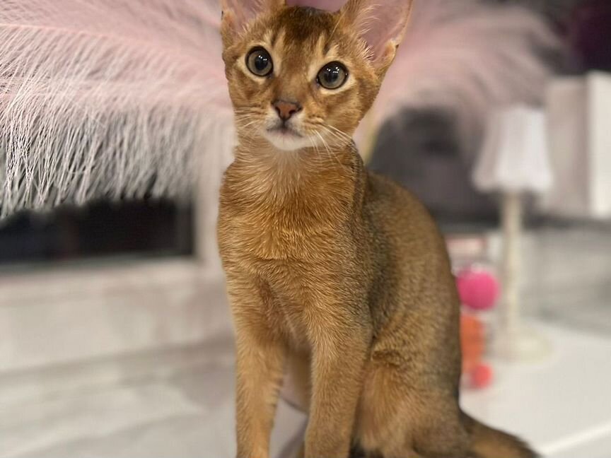Абиссинские котята