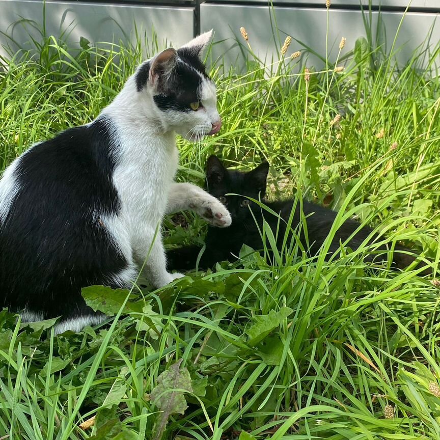 Котята в добрые руки