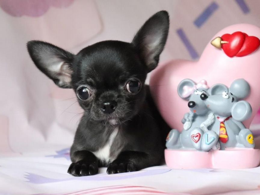Мини Чихуахуа Черная Жемчужина