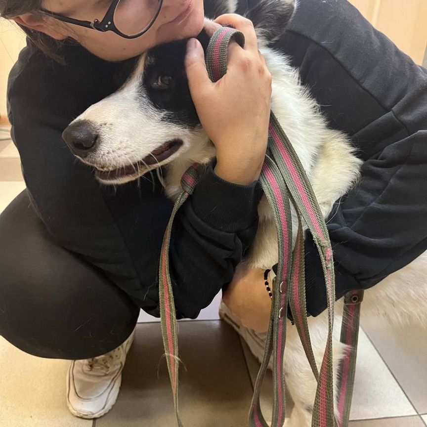 Клетка Мустанга