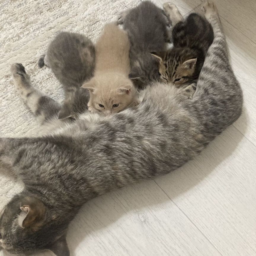 Котята в добрые руки