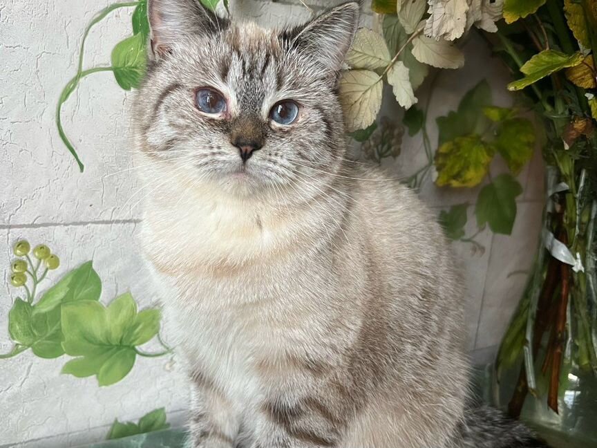 Кошка в добрые руки