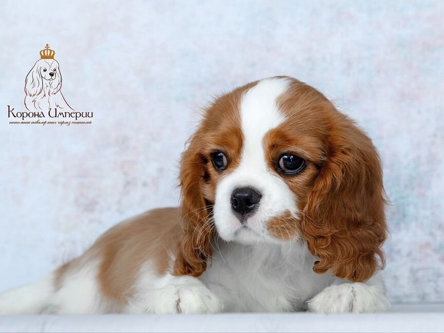 Кавалер кинг чарльз спаниель