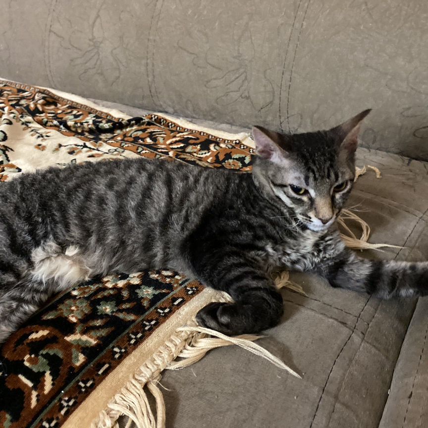 Котик в добрые руки 4месяца