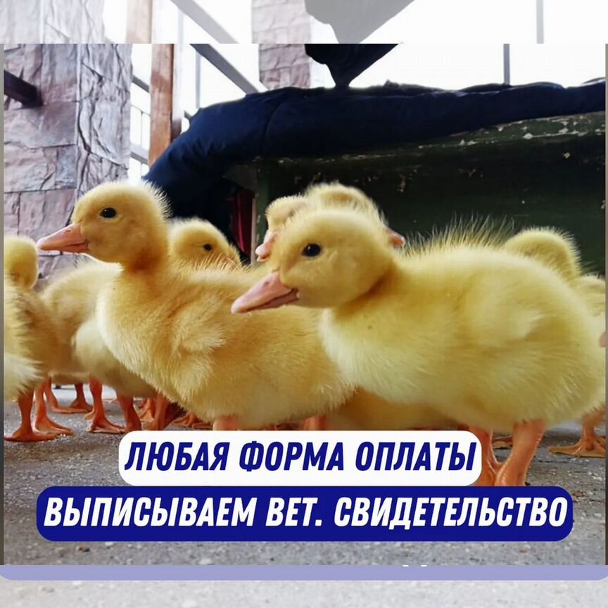 Утки ст 5 вакцинированные оптом с доставкой
