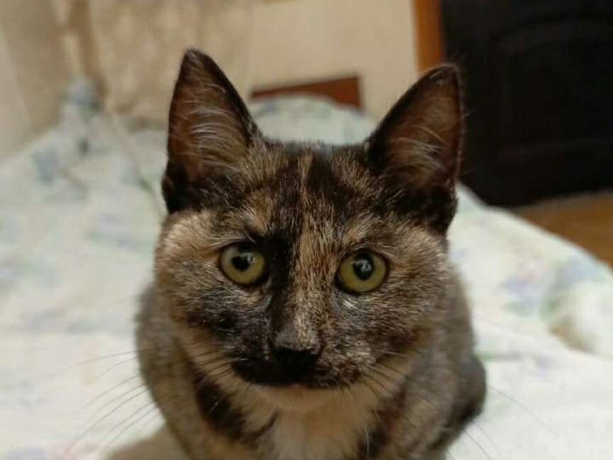 Трёхцветка