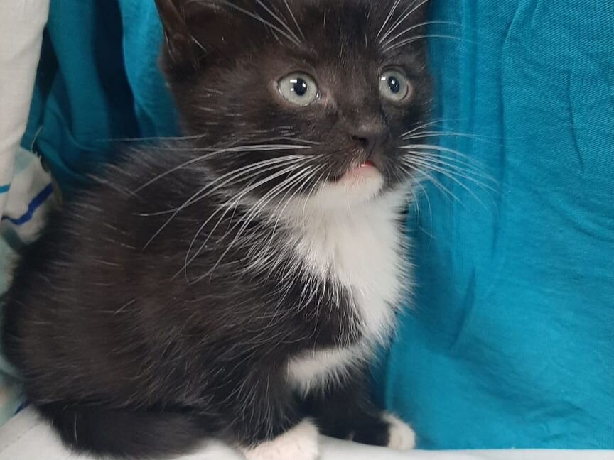 Котенок 2 месяца девочка