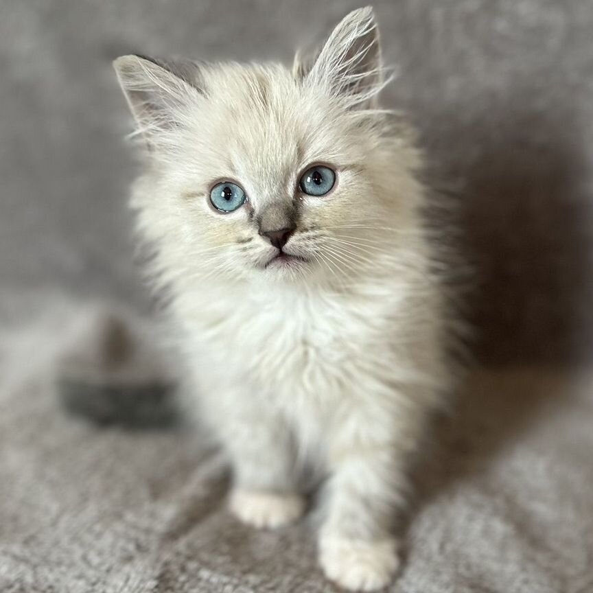 Невские маскарадные котята