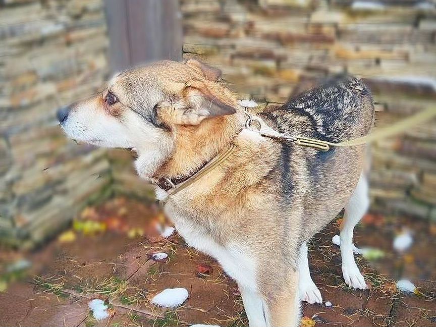 Собаки из приюта в поисках доброй семьи
