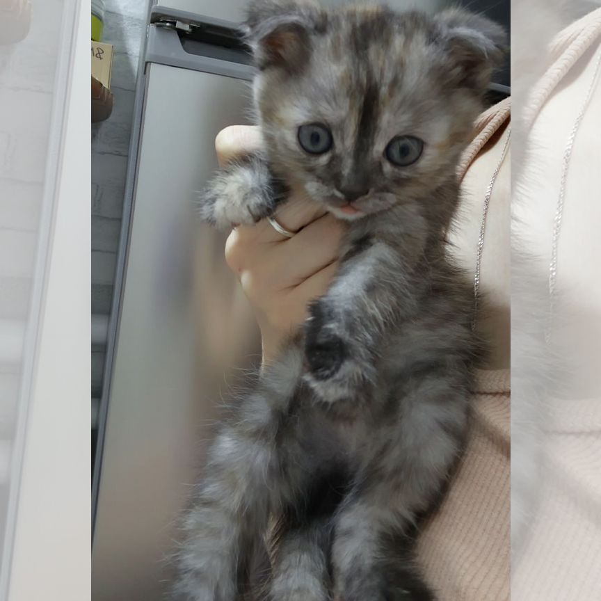 Шотландская вислоухая