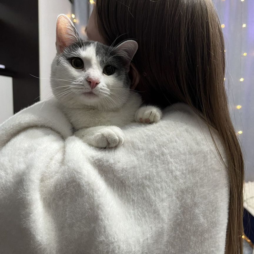 Кот Гучи