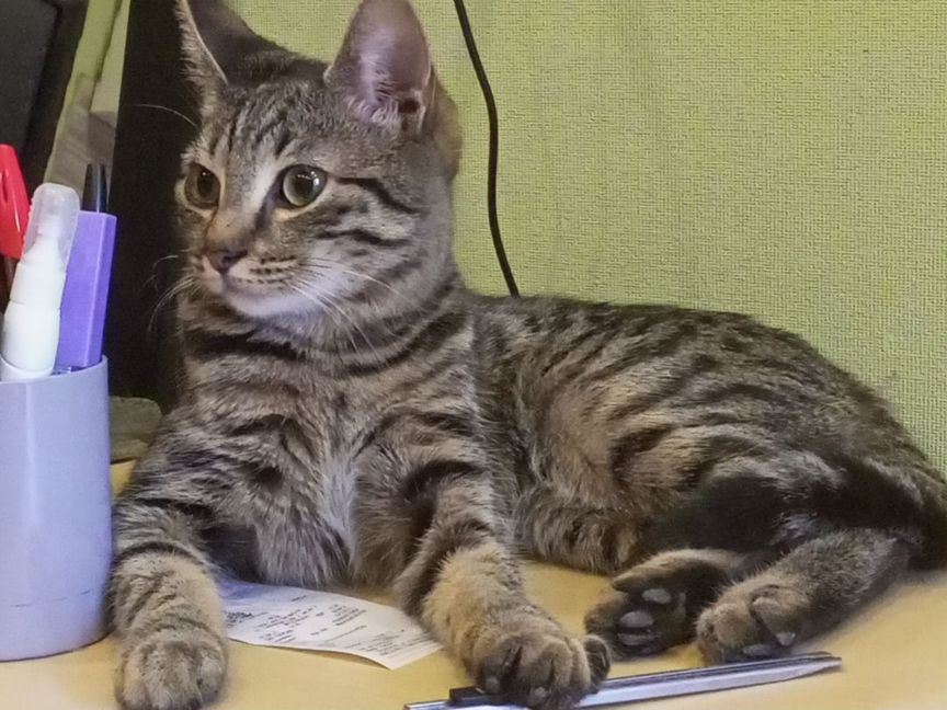 Кошка
