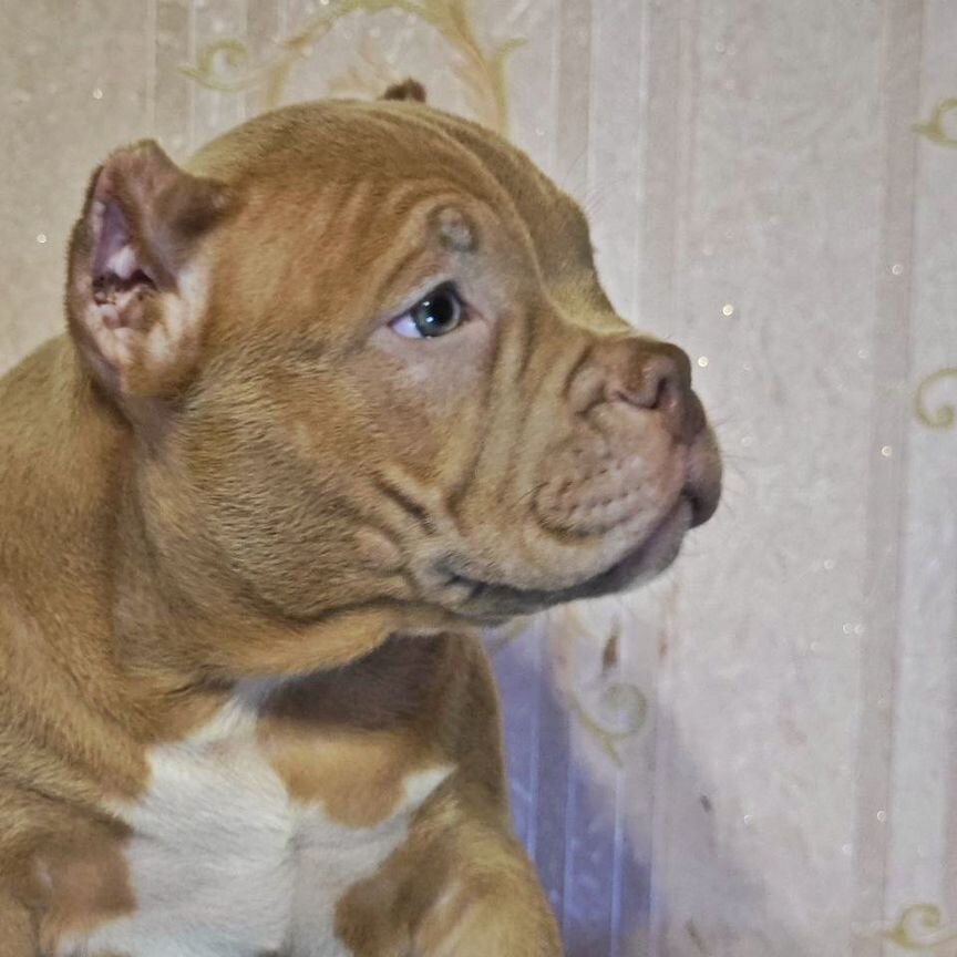 Щенки американского булли девочка