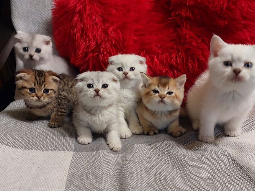 Котята золотая шиншилла