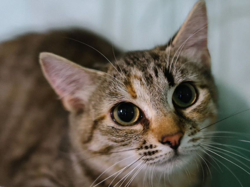 Полосатая красавица из приюта грустит в приюте