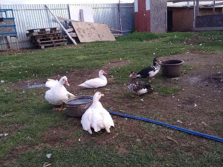 Индоуточки