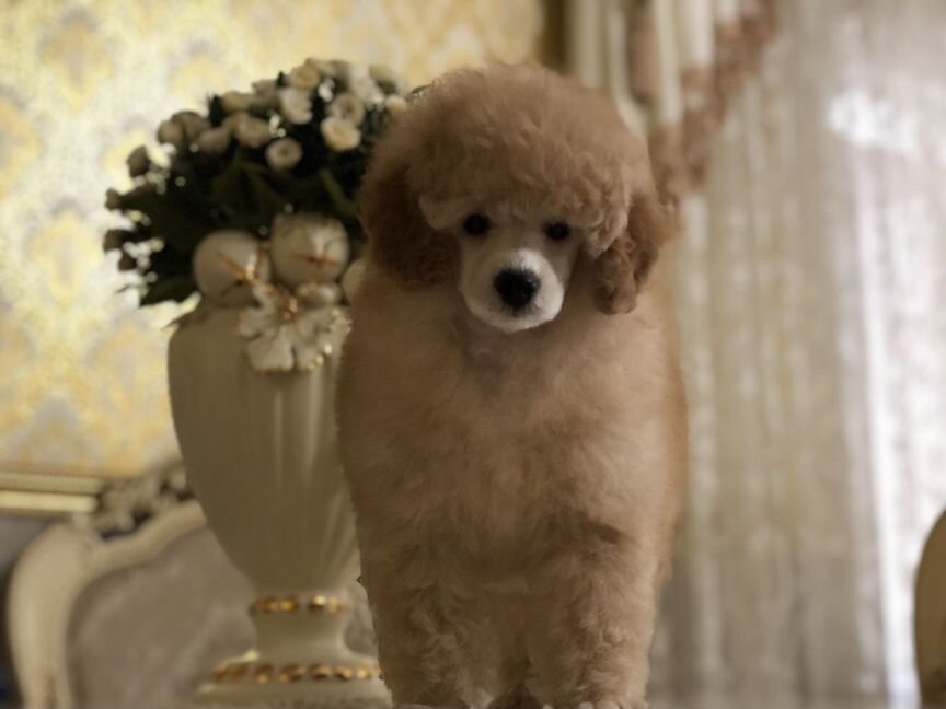 Щенки той пуделя