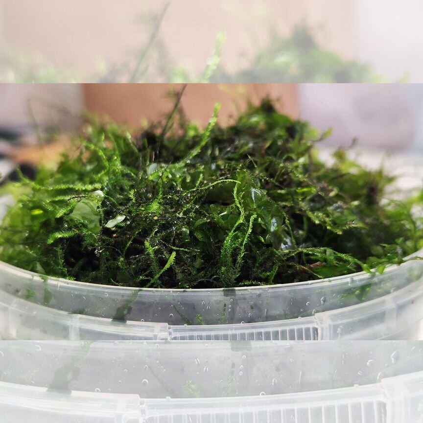 Мох для аквариума