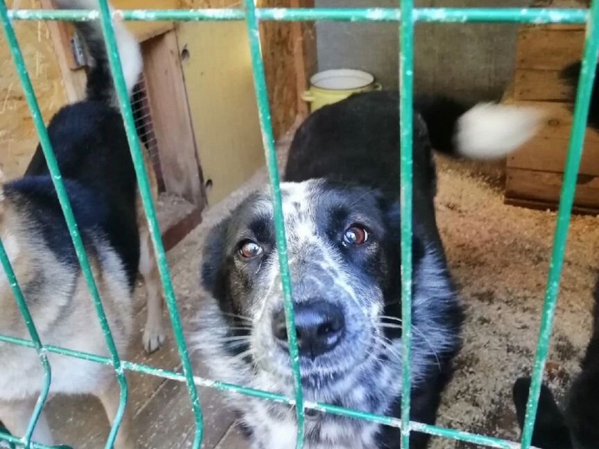 Собака Дора