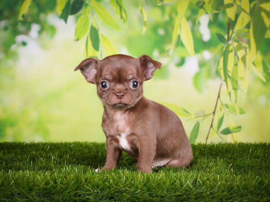 Нежная миниатюрная кроха