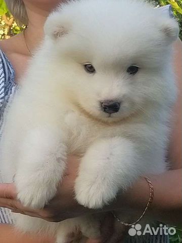 Самоедская лайка с документами