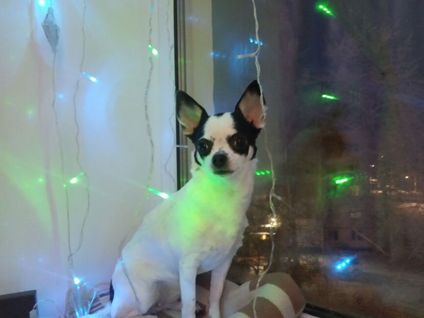 Вязка чихуахуа девочка