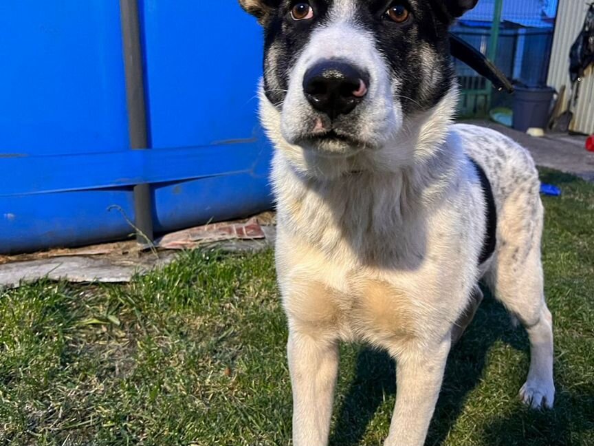 Собака в добрые руки