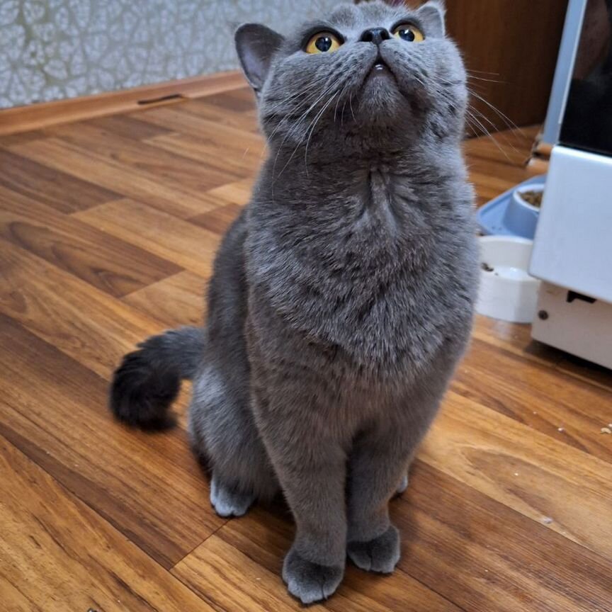 Кошечка британская