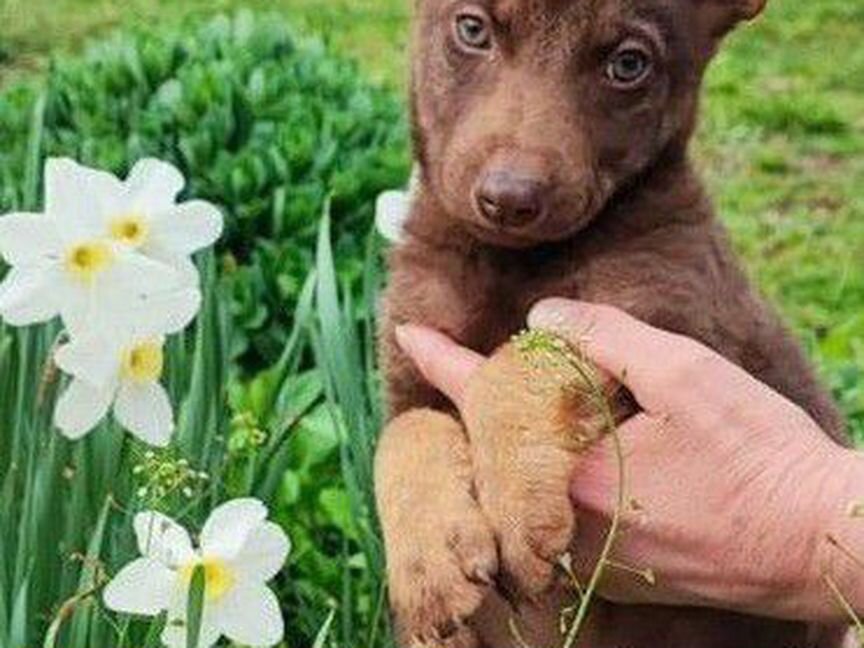 Очаровашки в добрые ручки