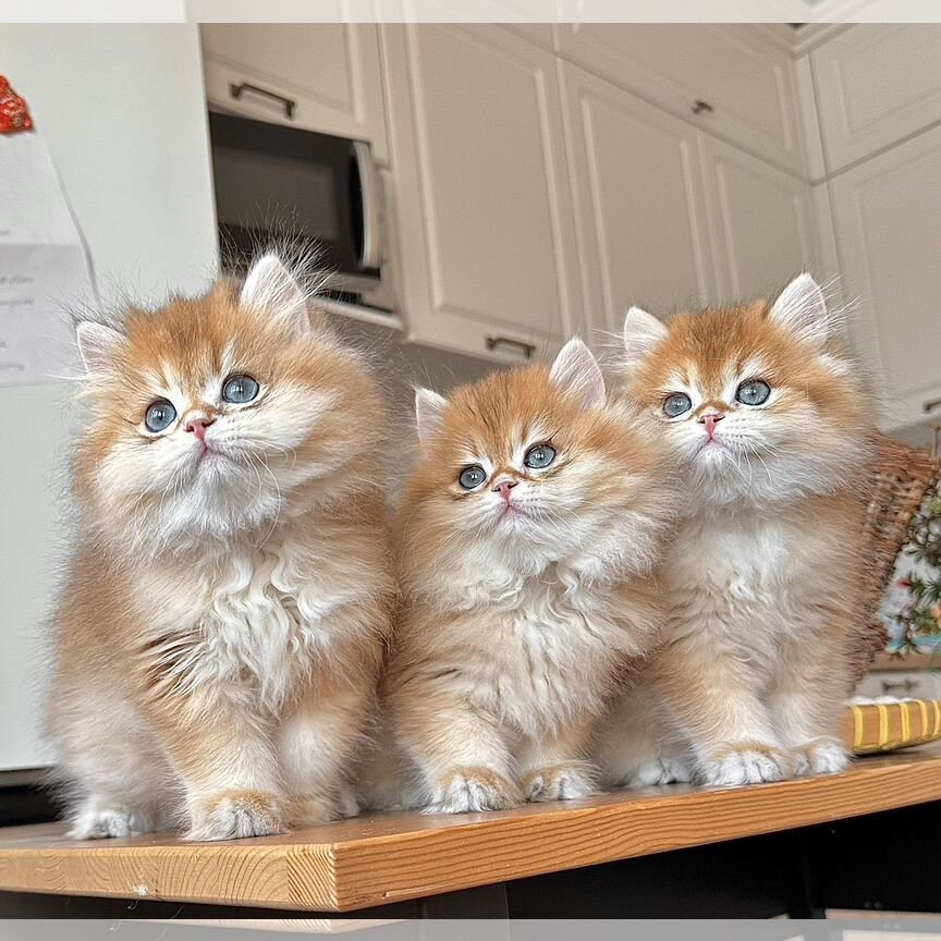 Золотые британские котята