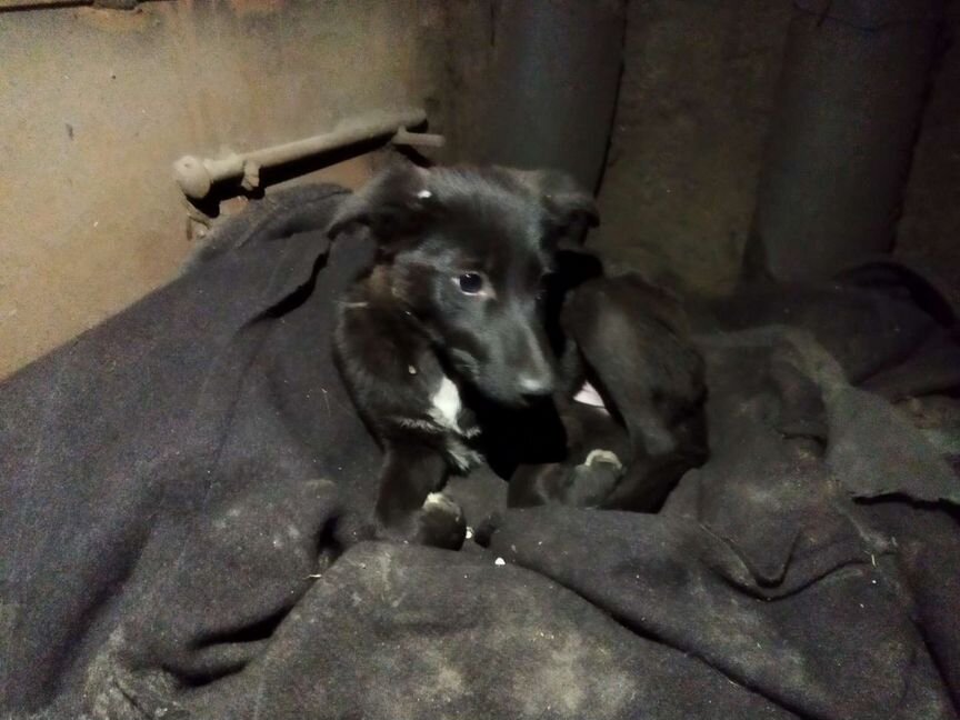 Отдам в добрые руки