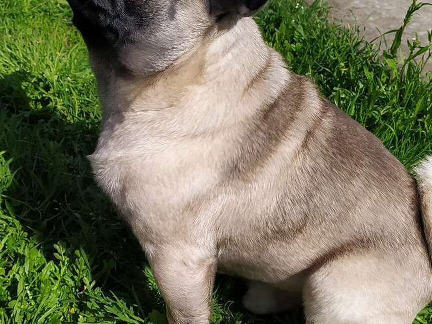 Мопс вязка мальчик