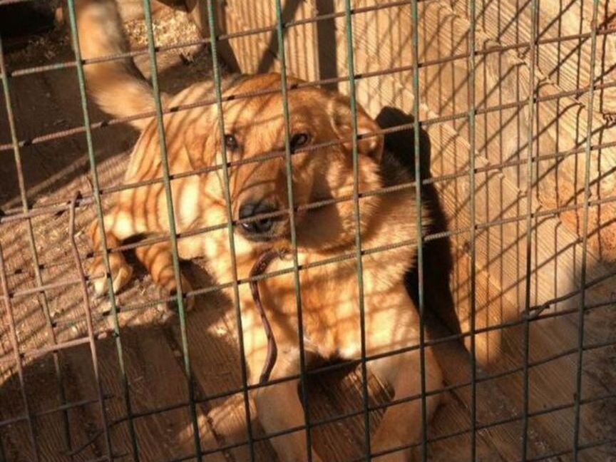 Молодая собака ждёт в приюте