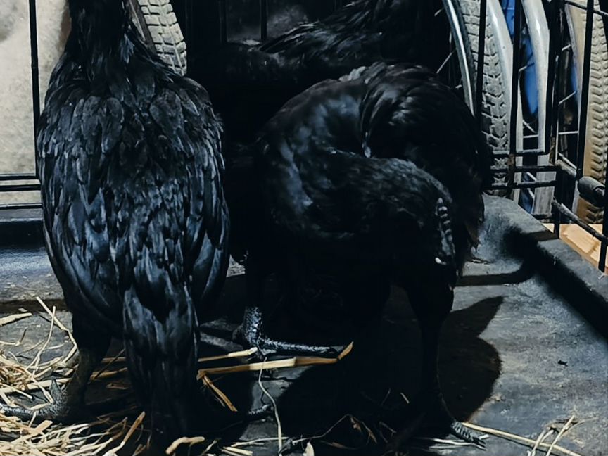 Петух Аям цемани