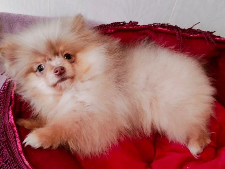 Шикарная супер мини малышка