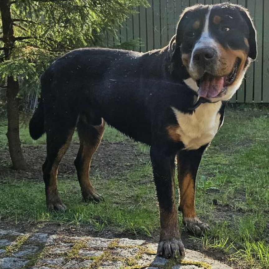 Большой швейцарский зенненхунд