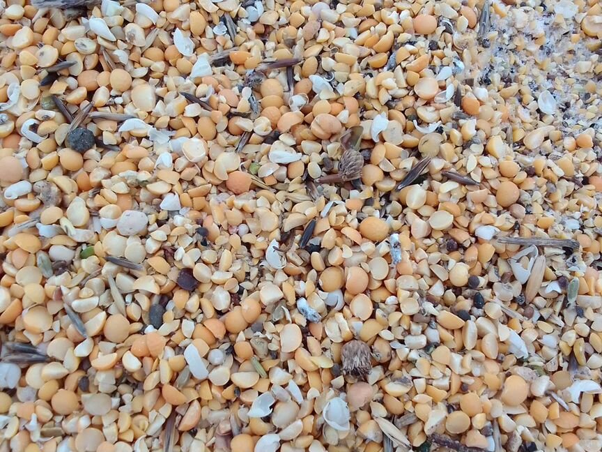 Зерноотходы гороха, чечевицы, пшеницы