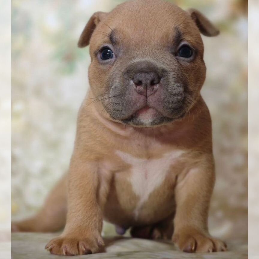 Американский булли, щенок